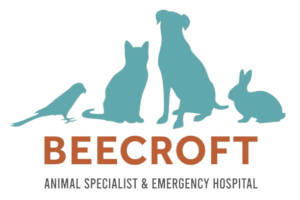 Animals Neurosurgery and Neurology for Dogs and Cats