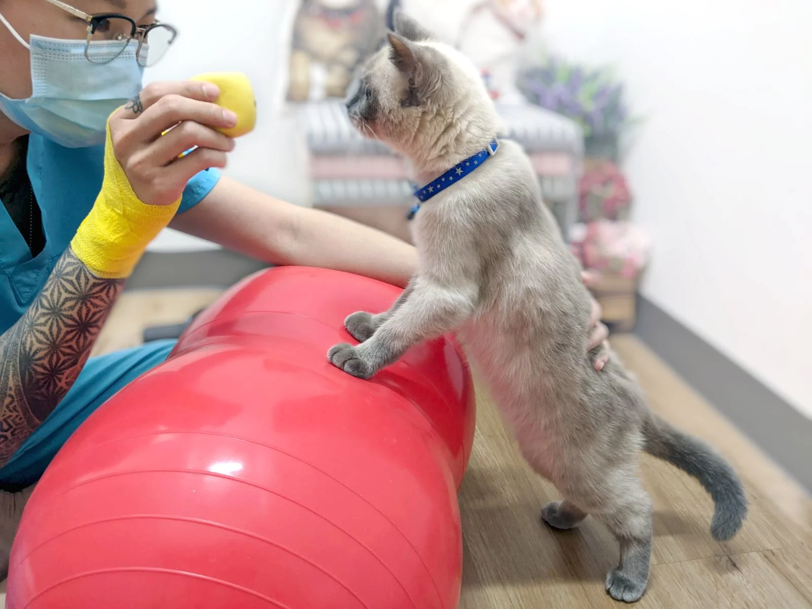 Veterinary Rehabilitation and Hydrotherapy for Canine Rehabilitation ...