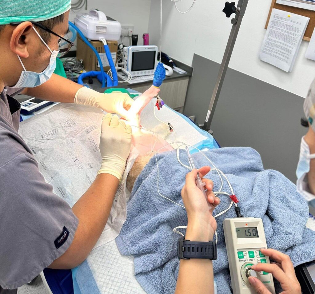 The Use of Nerve Locators for Regional Anaesthesia - Beecroft Animal ...