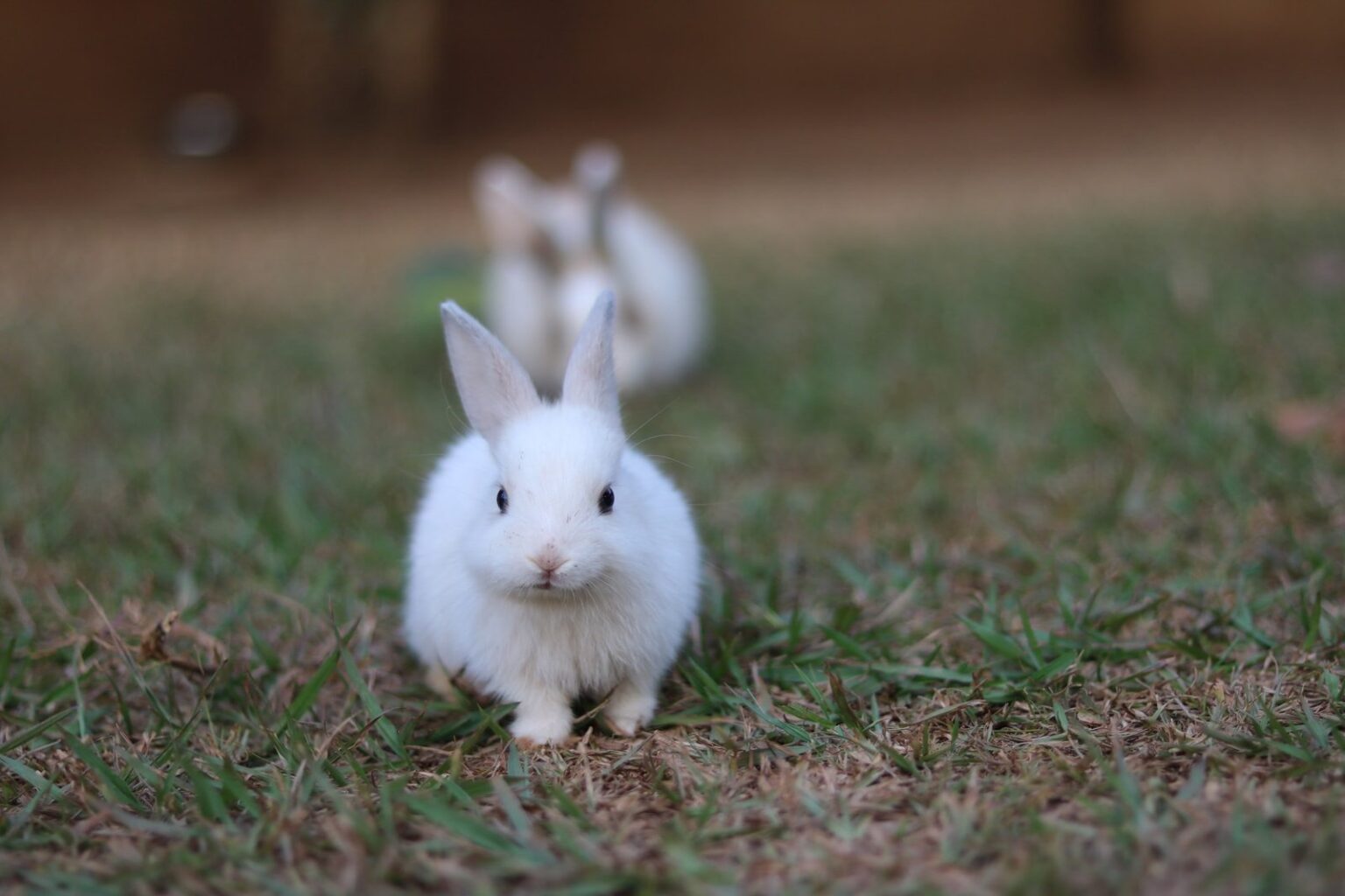 Gastrointestinal (GI) Disease In Rabbits - Beecroft Animal Specialists ...