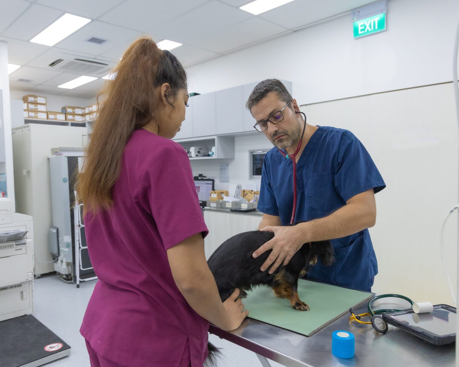 Veterinary Neurology & Neurosurgery Specialists for Dogs & Cats