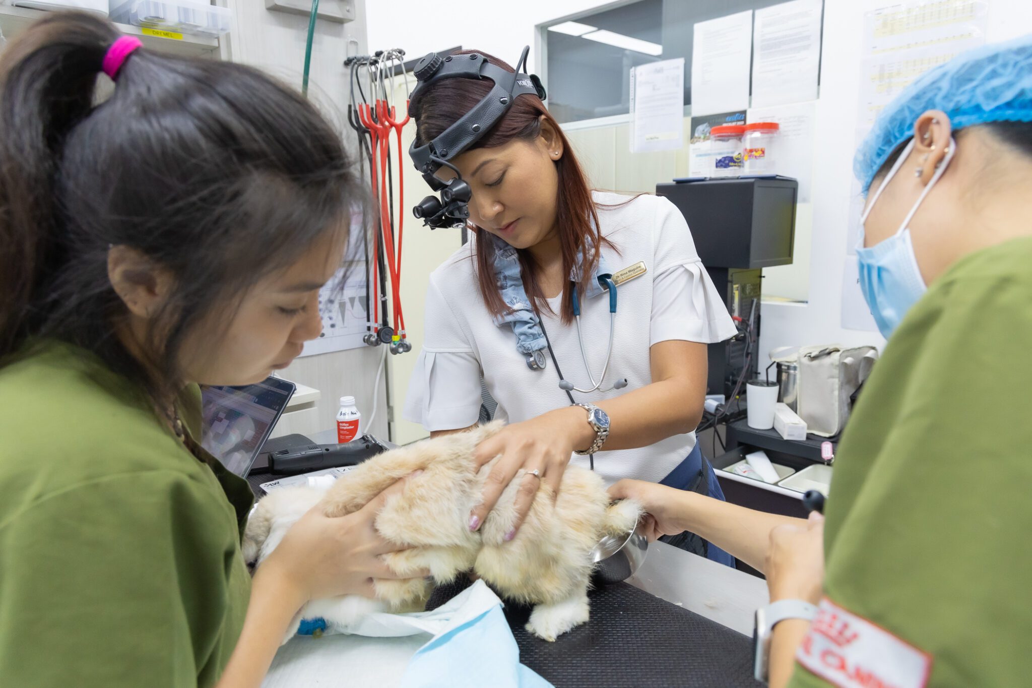 Avian & Exotics - Beecroft Animal Specialists & Emergency Hospital