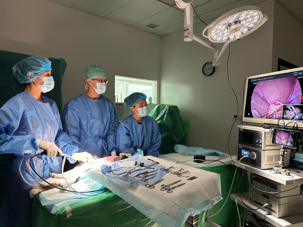 Veterinary Surgery Specialists in Singapore | Beecroft