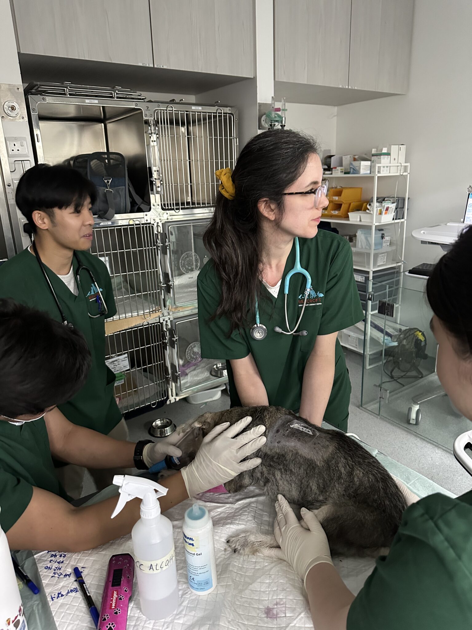 Emergency Veterinary & Critical Care for Pets | Beecroft