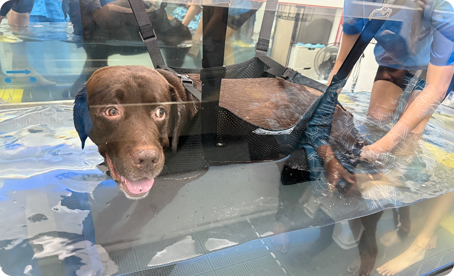 Veterinary Rehabilitation & Hydrotherapy for Canine and Feline